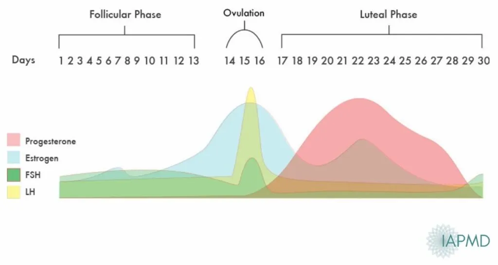 Progesterone Sensitivity: What is it and why does it matter? | Spiced ...